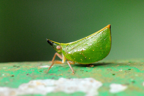 Subfamily Tonginae · iNaturalist