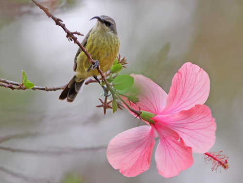Common Bronze Sunbird (Subspecies Nectarinia kilimensis kilimensis ...