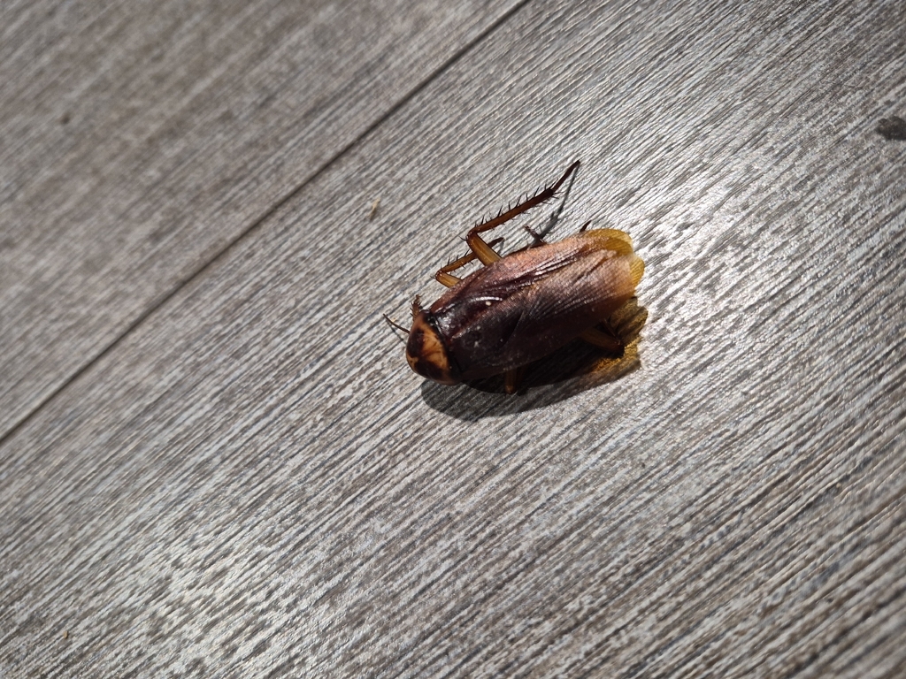 American Cockroach in January 2026 by fern · iNaturalist