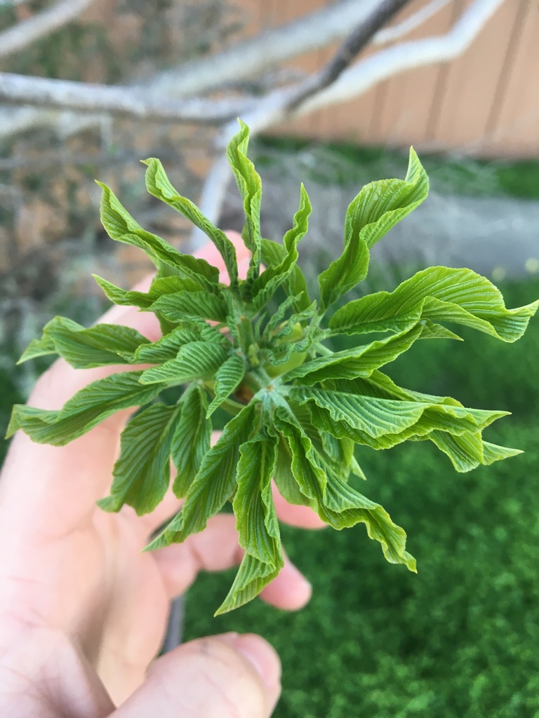 California buckeye from McAllister Way, Santa Cruz, CA, US on February ...