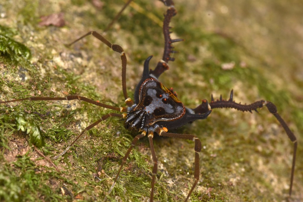Sadocus asperatus from Ranco, Los Ríos, Chile on January 26, 2020 at 10 ...