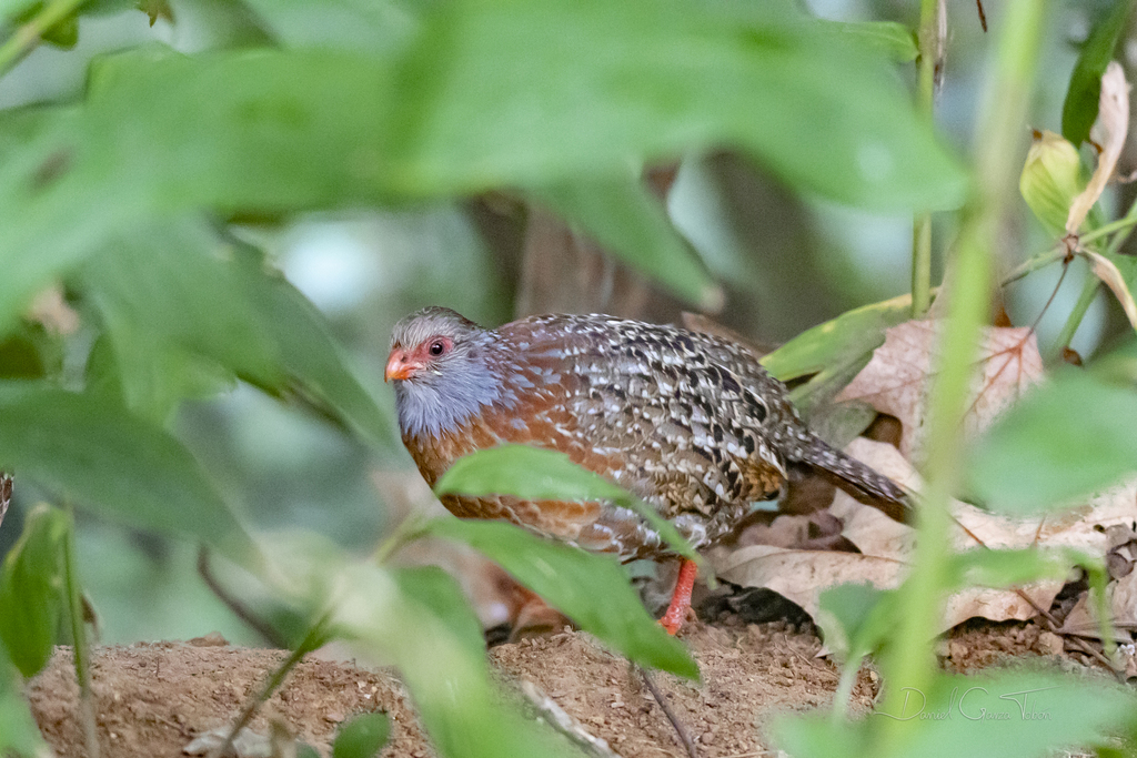 Bearded Wood-Partridge from Progreso Macuiltepetl, 91130 Xalapa ...