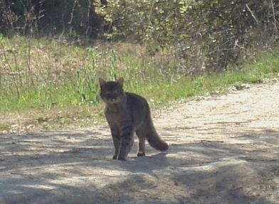 European Wildcat in February 2006 by Paulo Alves · iNaturalist