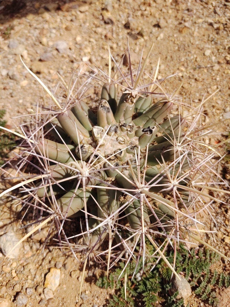 Stout Needle Mulee in February 2020 by astrolepis · iNaturalist