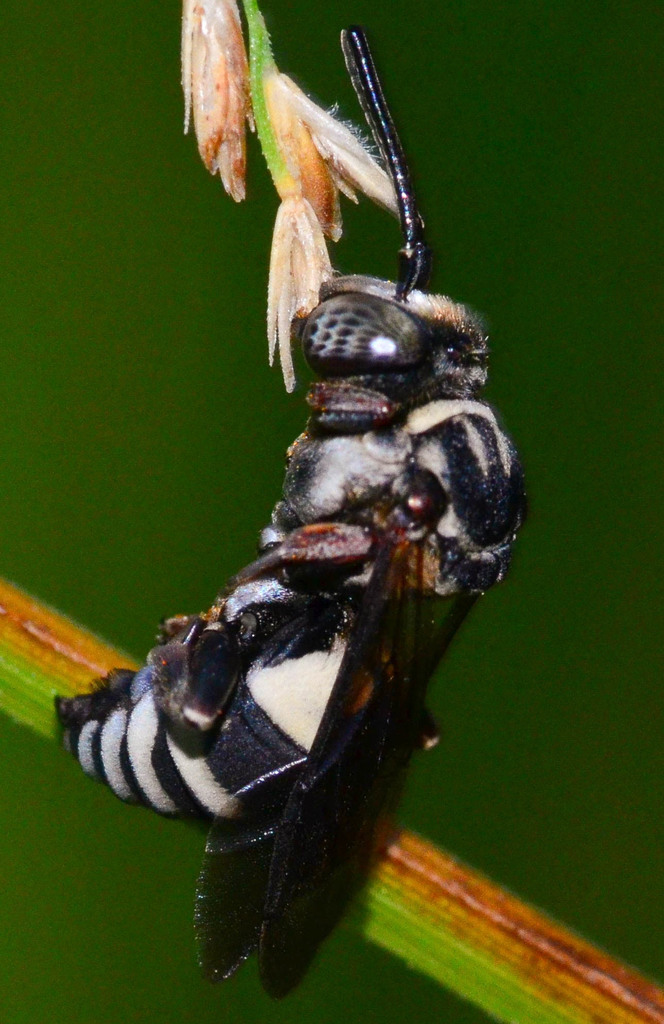 Lunate Longhorn-cuckoo Bee from Warsaw, IL 62379, USA on June 29, 2016 ...