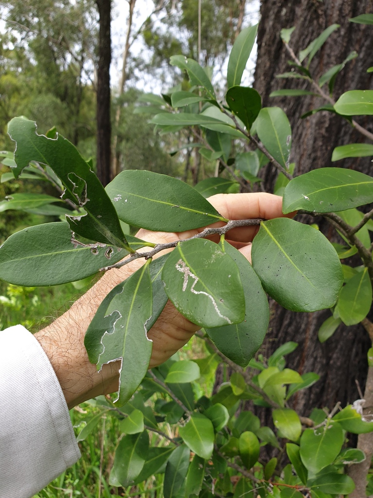 ivorywood (Logan Simple Rainforest List V2) · iNaturalist