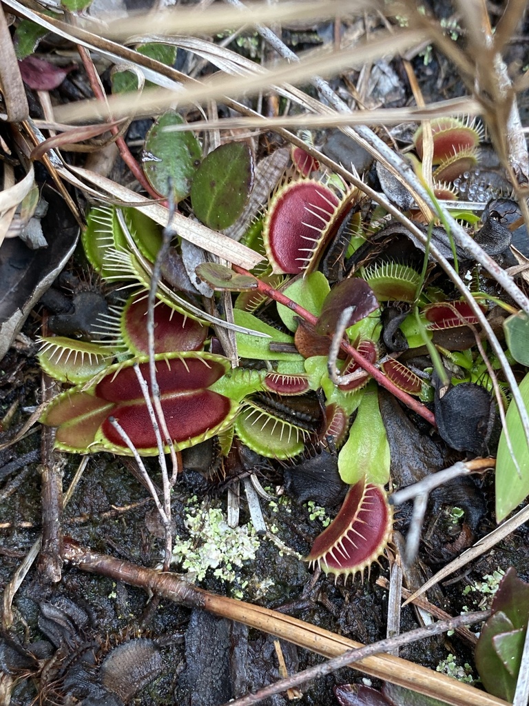 Venus flytrap in December 2019 by smeyer41 · iNaturalist