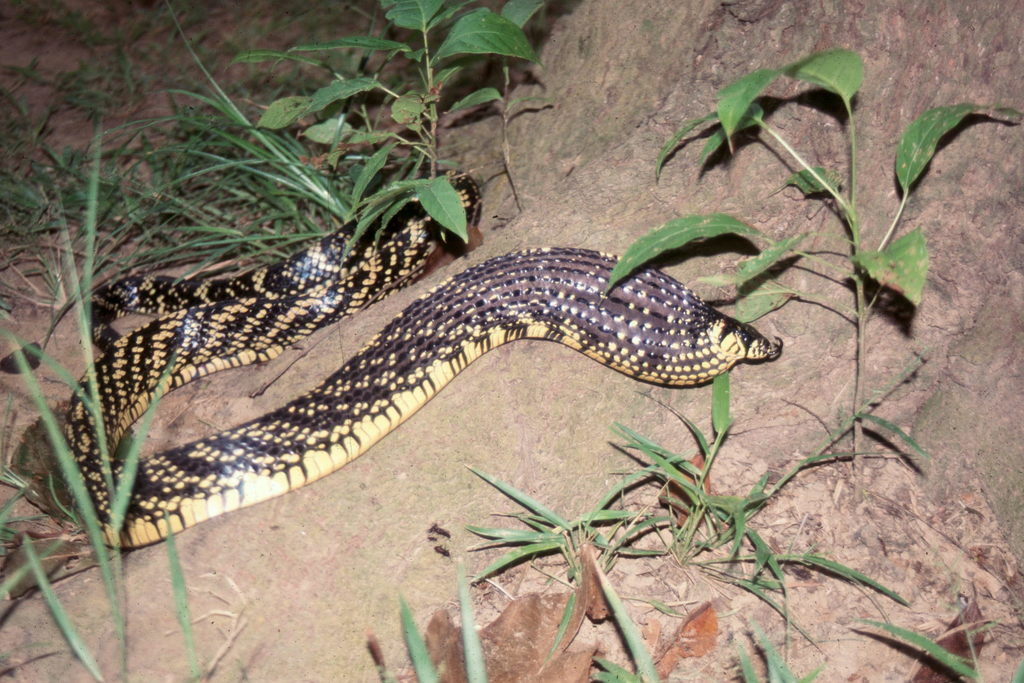 Chicken Snake from Stann Creek District, Belize on June 14, 1998 by ...