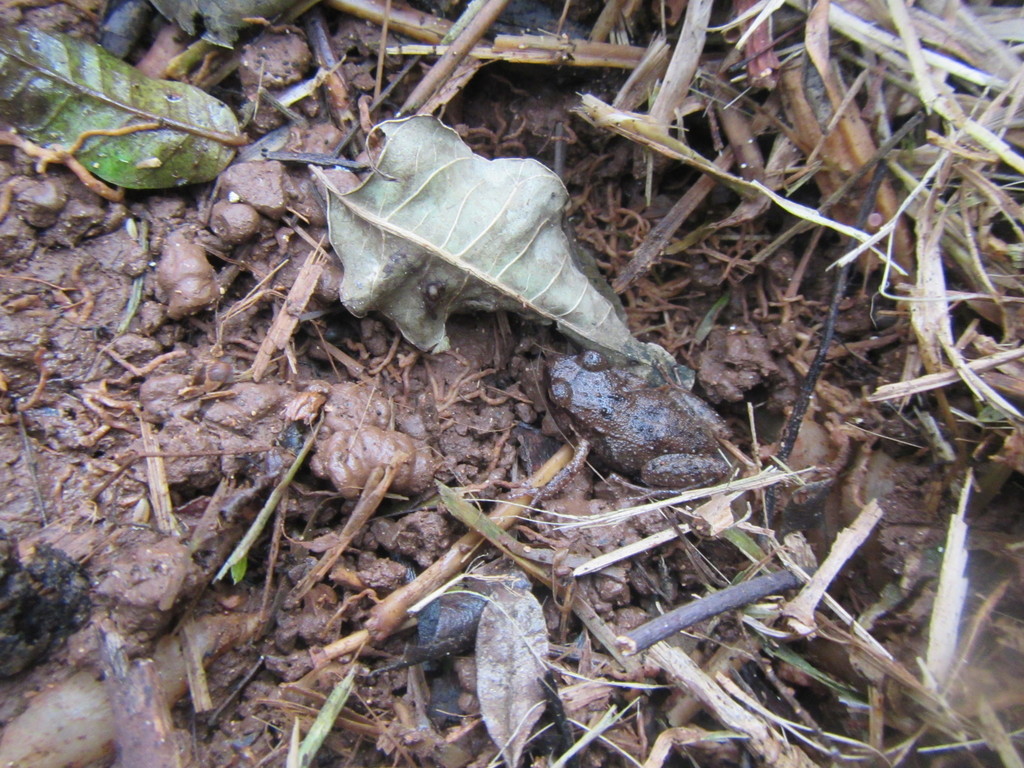 Lesser Antillean whistling frog from St. George's Parish, Bermuda on ...