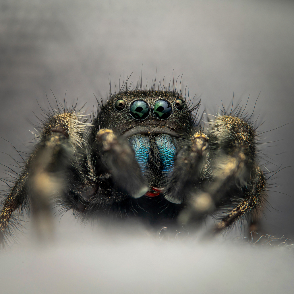Johnson's Jumping Spider from Century West, Bend, OR, USA on May 18 ...