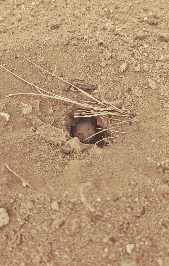 Naked Molerat from Hargeisa on February 7, 2020 at 04:00 PM by Chim Fen ...