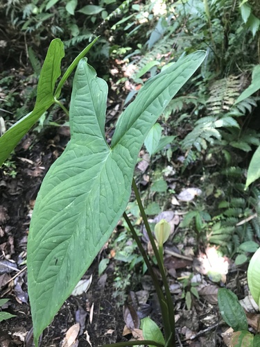 Género Chlorospatha · iNaturalist Mexico