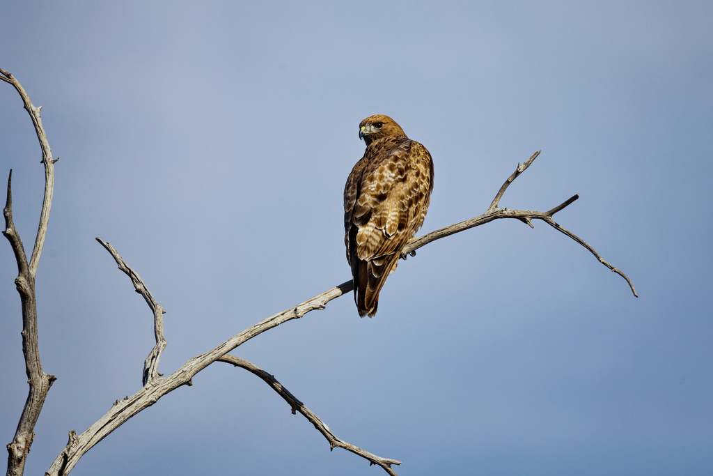Red-tailed Hawk from Deseret Utah on January 22, 2026 at 12:17 PM by ...
