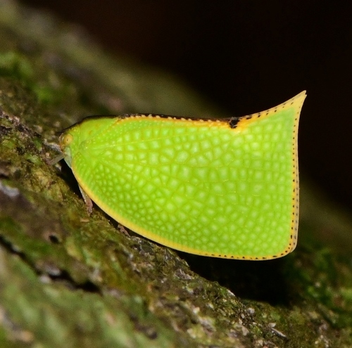 Genus Pulastya · iNaturalist United Kingdom