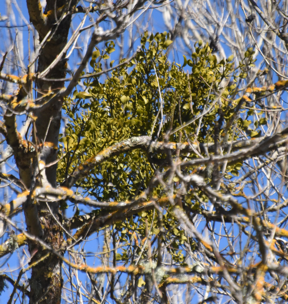 Big Leaf Mistletoe from Contra Costa County, CA, USA on February 6 ...