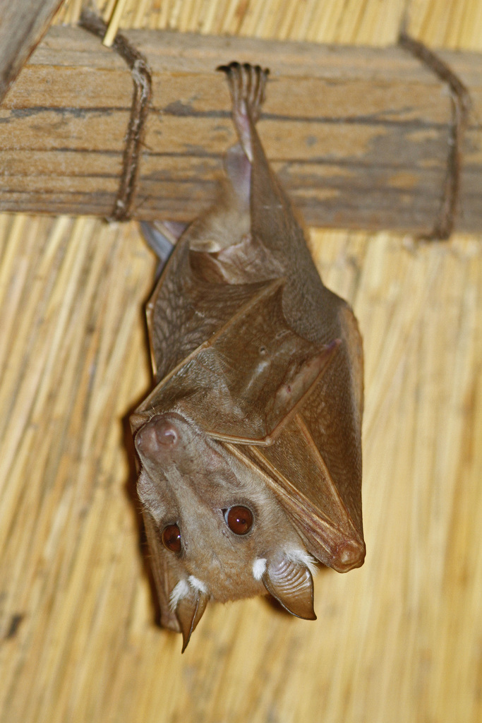 Angolan Epauletted Fruit Bat (Epomophorus angolensis) - Know Your Mammals