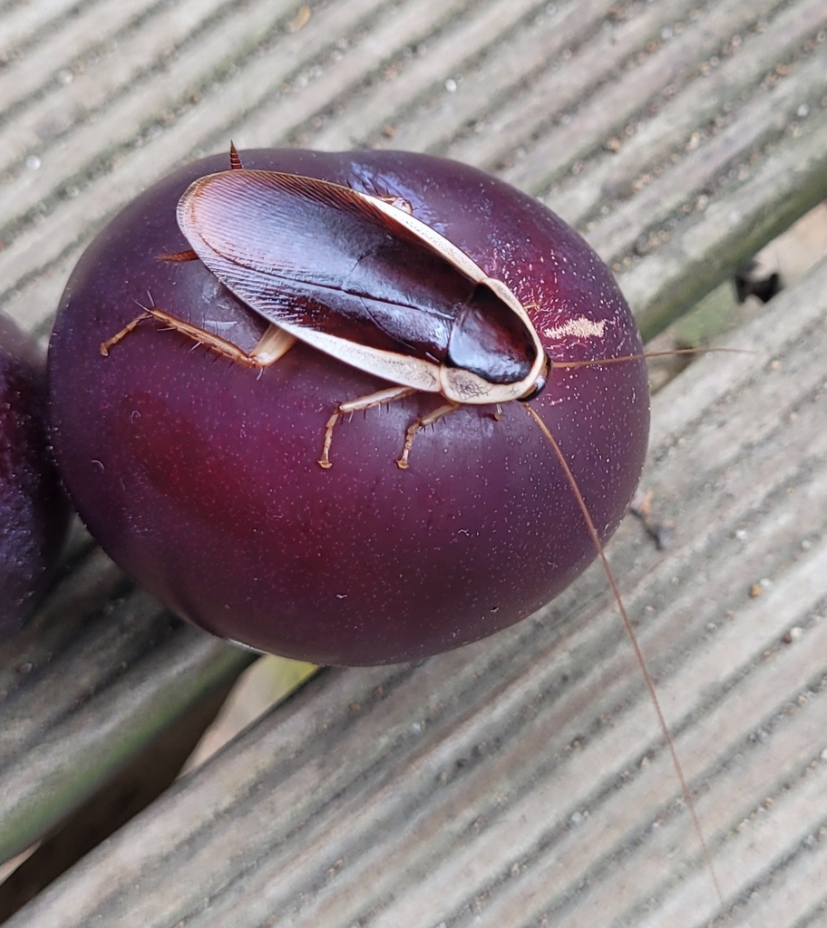 Common Methana in January 2026 by Robyn Combes · iNaturalist