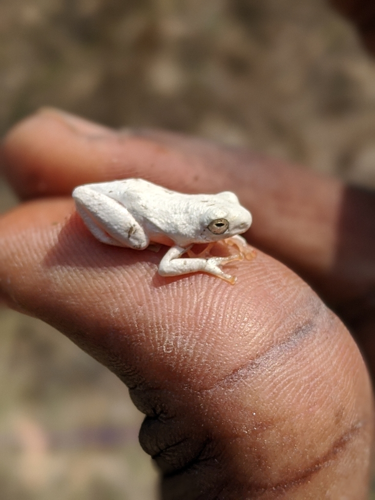 Reed Frogs from Dangme West, Ghana on February 3, 2020 at 01:17 PM by ...