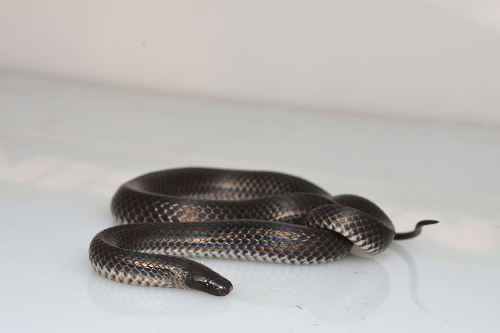 Colombian Earth Snake in August 2019 by Alejandro Corrales García. see ...