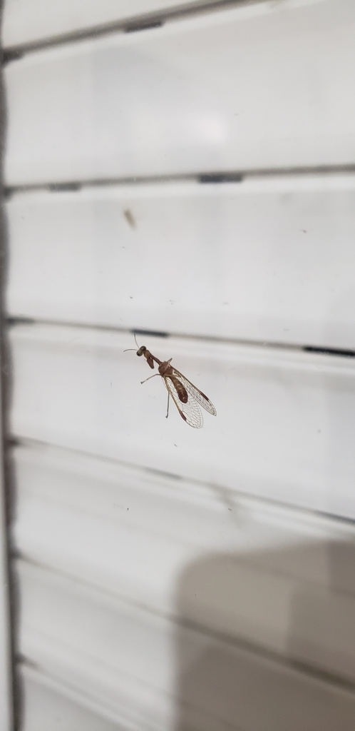 Mantidflies from Canoas - RS, 92020, Brasil on November 13, 2019 at 01: ...