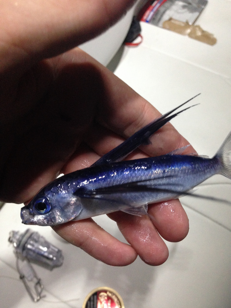 Two-wing flyingfishes from North Atlantic Ocean, , , US on September 19 ...