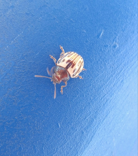 Observations by nami · iNaturalist