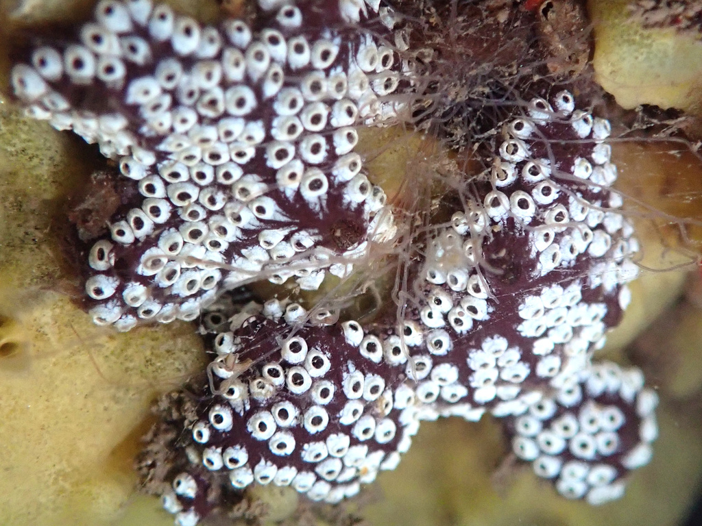 San Diego Sea Squirt from Los Angeles, CA, USA on January 24, 2026 at ...