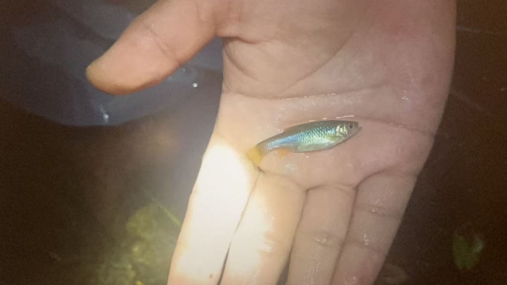 Nodoa Minnow from 海南省琼海市里邦湖村 on July 17, 2022 by Sirui Yu · iNaturalist