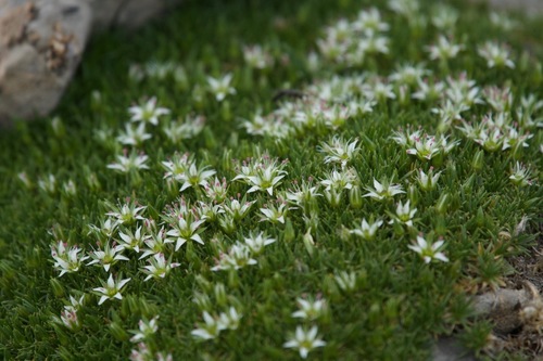 Eremogone qinghaiensis · iNaturalist