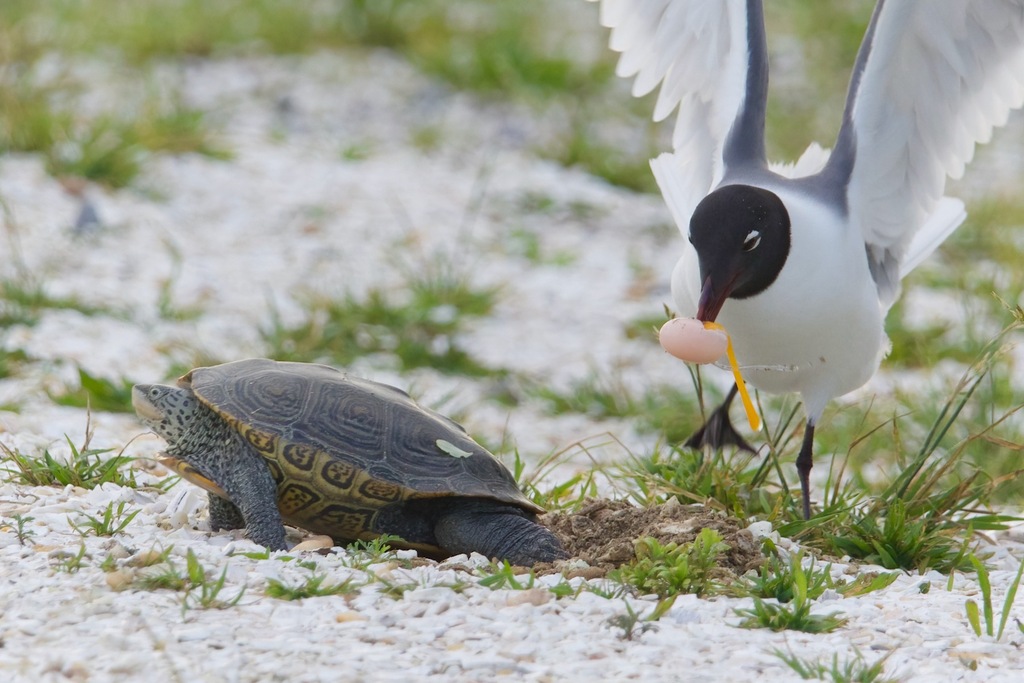 Northern Diamondback Terrapin in June 2025 by Tom_Reichner. A Laughing ...