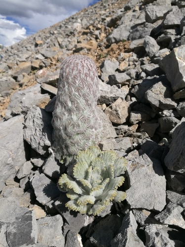 Snow Lotus (Saussurea medusa) · iNaturalist