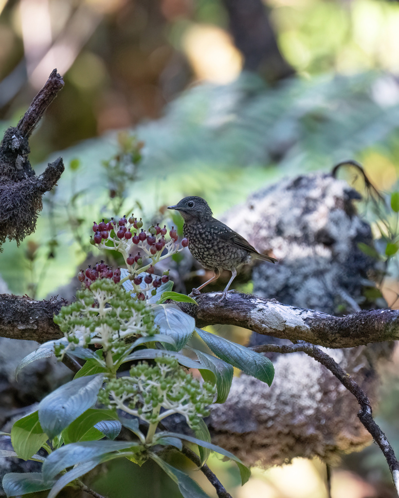 Puaiohi in September 2024 by Graham Talaber · iNaturalist