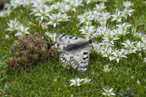 Black-edged Apollo (Parnassius simo) · iNaturalist