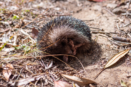 Gaoligong Forest Hedgehog Mesechinus Wangi INaturalist Gaoligong Forest Hedgehog Mesechinus Wangi INaturalist