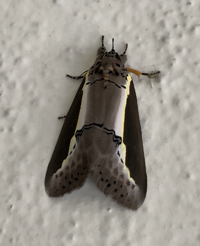 Eligma neumanni · iNaturalist United Kingdom