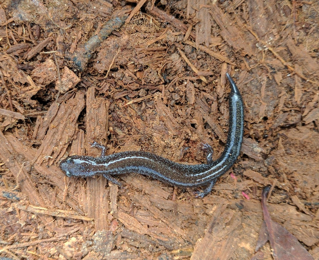 Eastern Red-backed Salamander from Cary, NC, USA on March 06, 2017 at ...