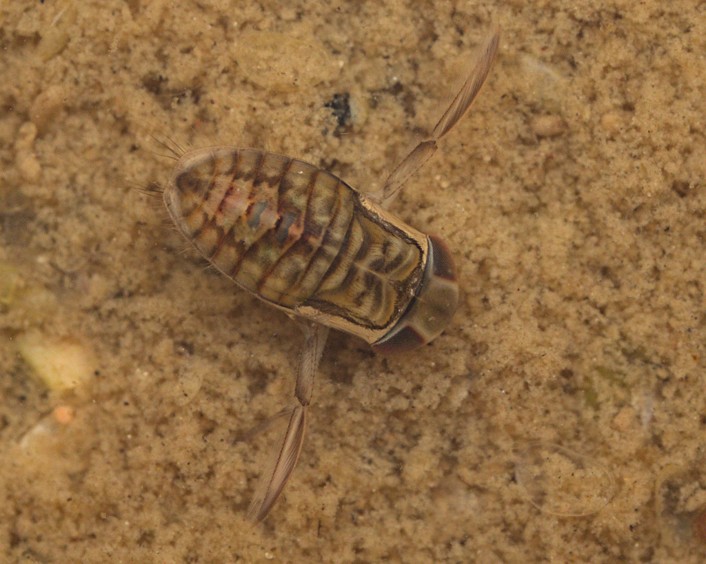 Water Boatmen from Ormond Beach, Oxnard, CA 93033, USA on January 25 ...
