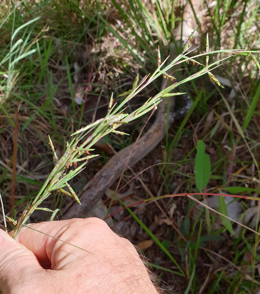 barbed-wire grass (Logan Plants for Attracting Small Birds V2 ...