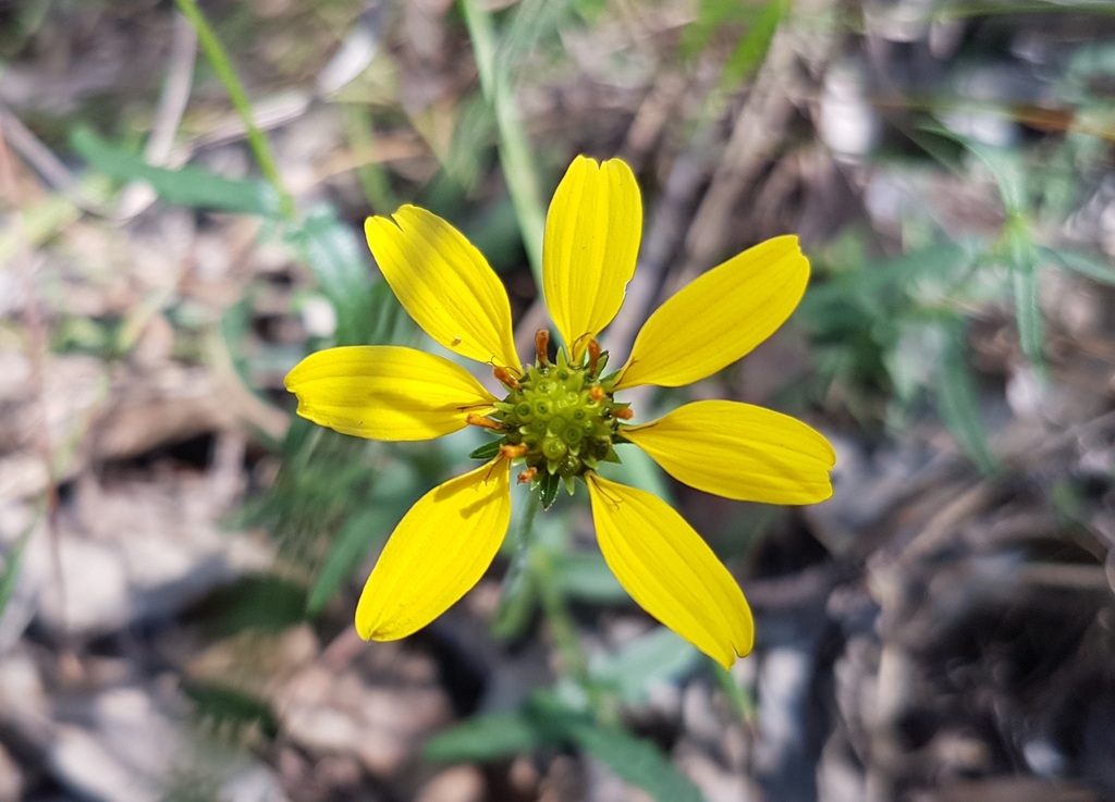 grassland daisy (Logan Uncommon Plants V2) · iNaturalist