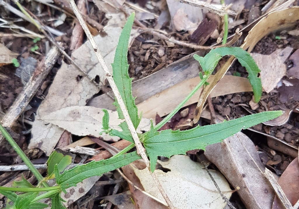 grassland daisy (Logan Uncommon Plants V2) · iNaturalist