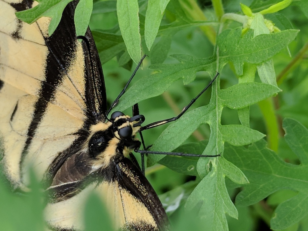 Eastern Tiger Swallowtail from North Raleigh, Raleigh, NC, USA on ...
