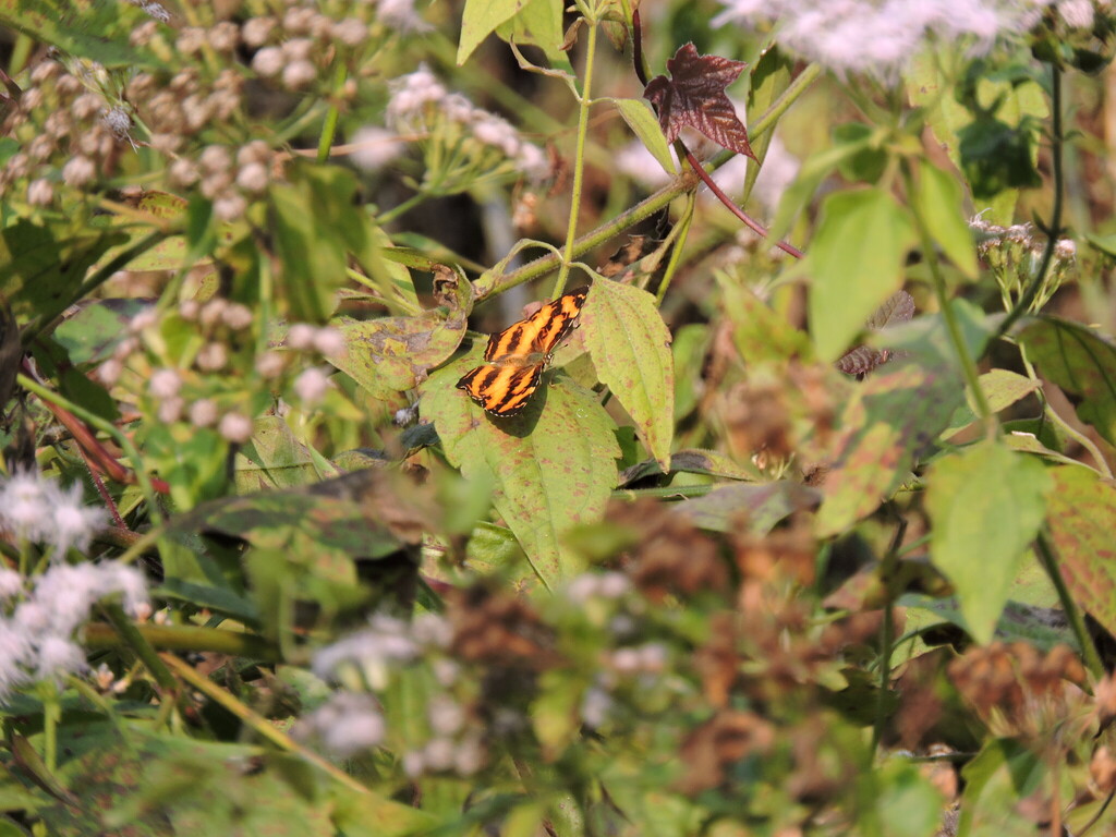 Common Jester from Garbhanga F.V., India on January 25, 2026 at 02:23 ...