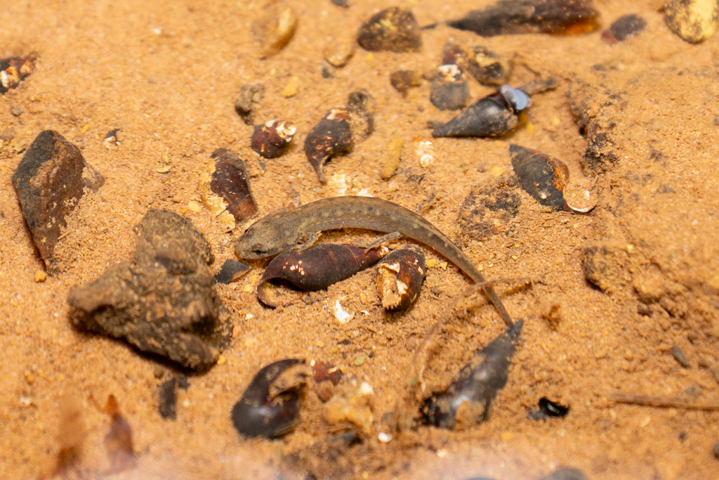 Brownback Salamander in January 2026 by Aly Lee · iNaturalist
