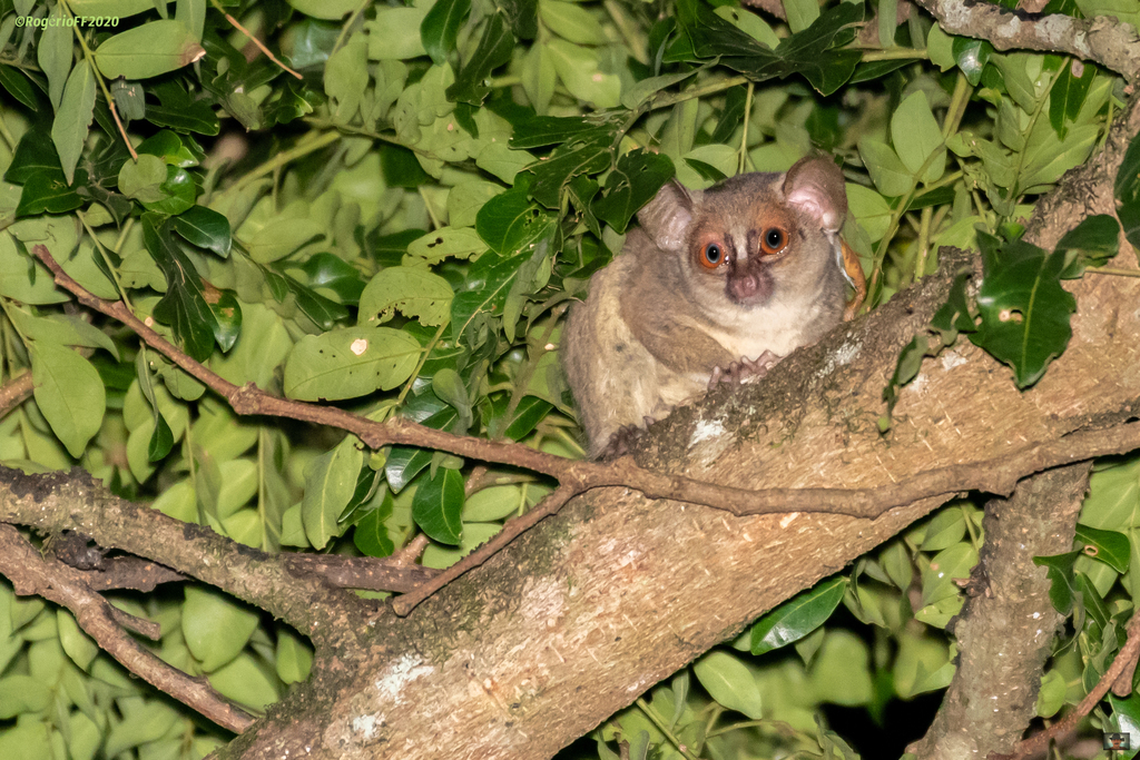 Angolan Dwarf Galago in February 2020 by Rogério Ferreira · iNaturalist