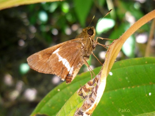 Genus Tirynthia · iNaturalist