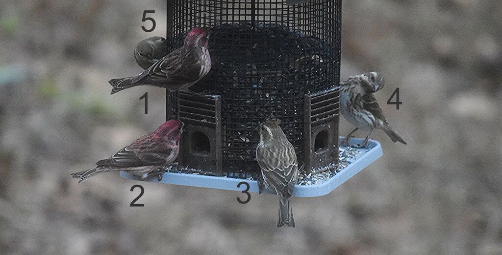 Purple Finch from 150 Sylvan Rd, North Augusta, SC 29860, USA on ...