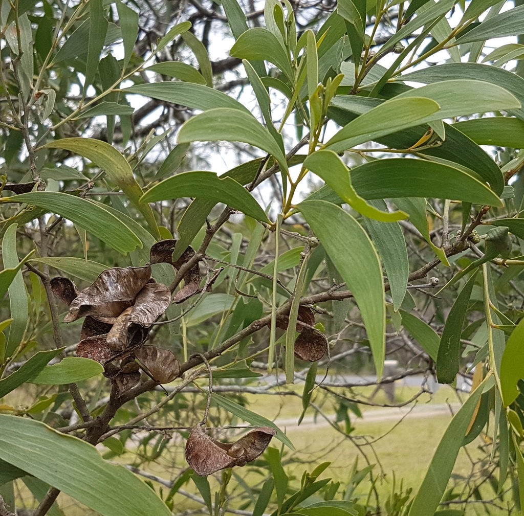 hickory wattle (Logan Native Wattles (Acacia family) V2) · iNaturalist