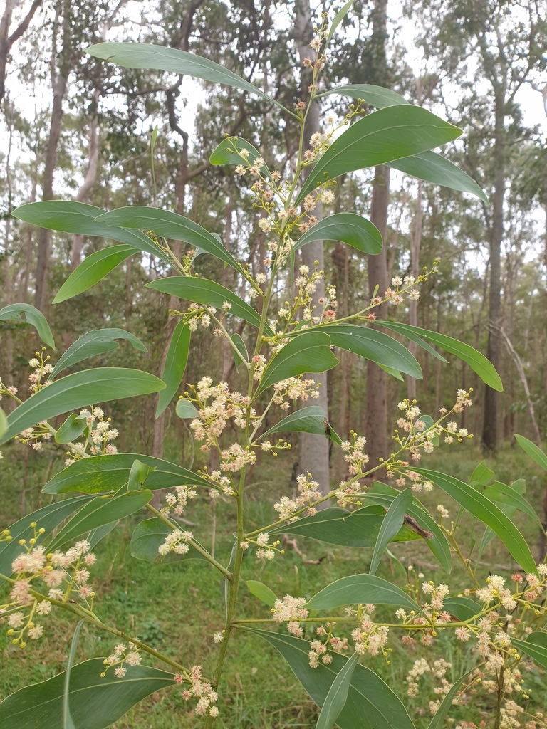 sickle-leaved wattle (Logan Native Wattles (Acacia family) V2 ...