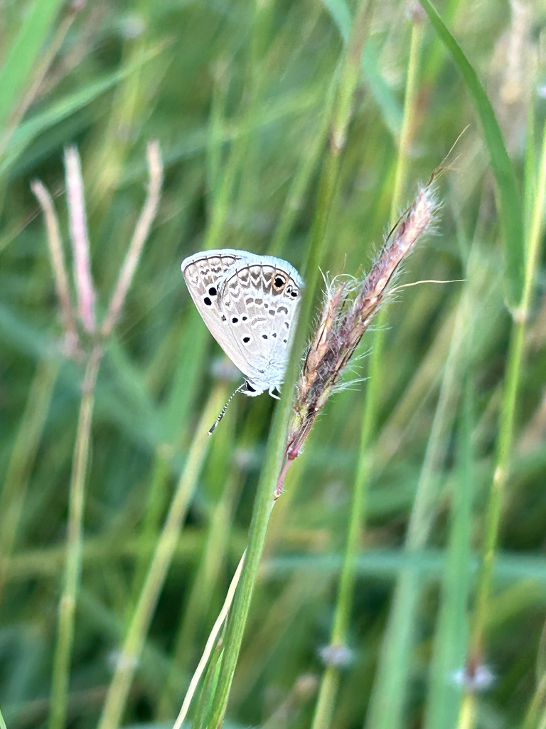 Reakirt's Blue from Calle Flamboyán, Campeche, Camp., MX on January 28 ...