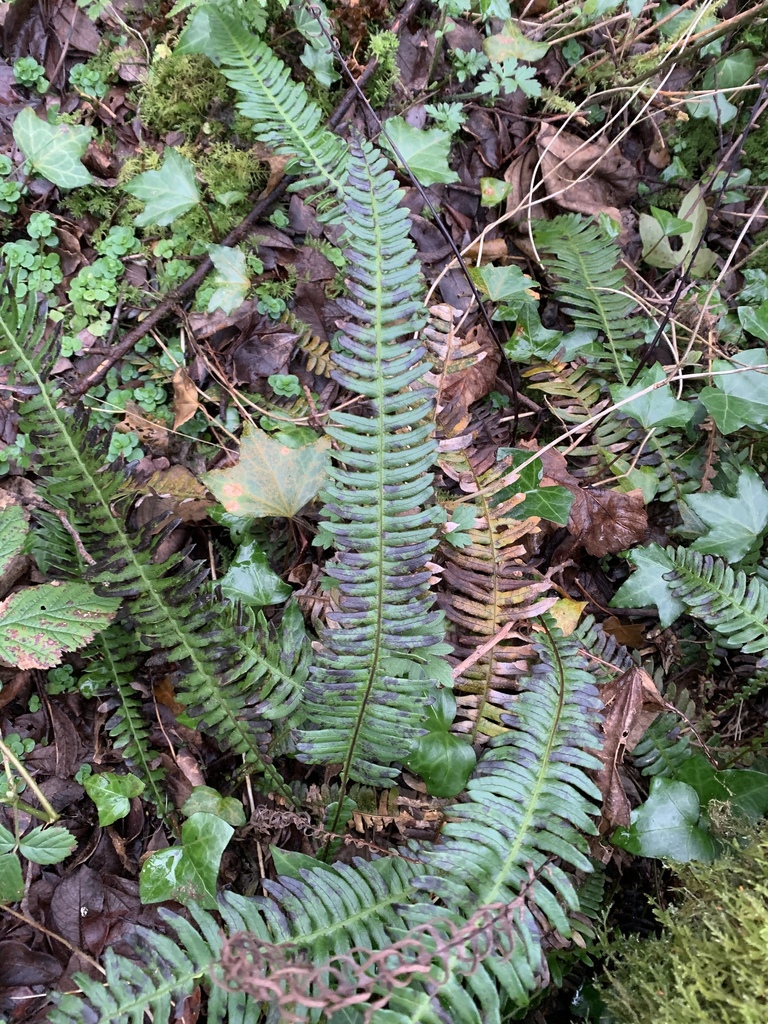 deer fern from Isle of Man, Arbory, Isle of Man, GB on February 9, 2020 ...
